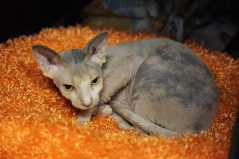 Spectators | Calgary Cat Show