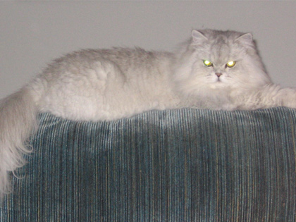 Calgary Cat Show | Calgary Cat Association - A TICA Member Club