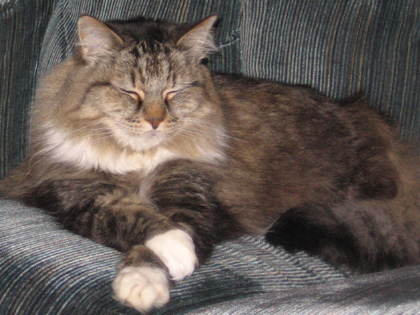 Calgary Cat Show | Calgary Cat Association - A TICA Member Club