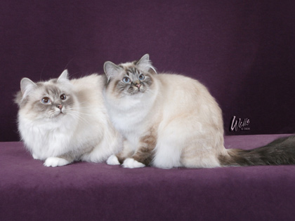 Photo Galleries | Calgary Cat Show