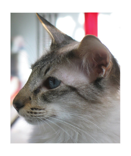 Photo Galleries | Calgary Cat Show