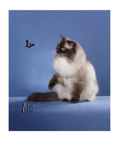 Calgary Cat Show | Calgary Cat Association - A TICA Member Club