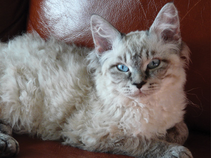 Calgary Cat Show | Calgary Cat Association - A TICA Member Club