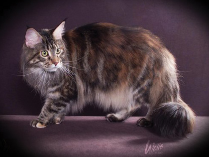 Photo Galleries | Calgary Cat Show