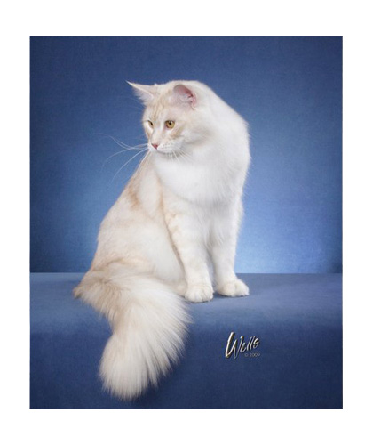 Calgary Cat Show | Calgary Cat Association - A TICA Member Club