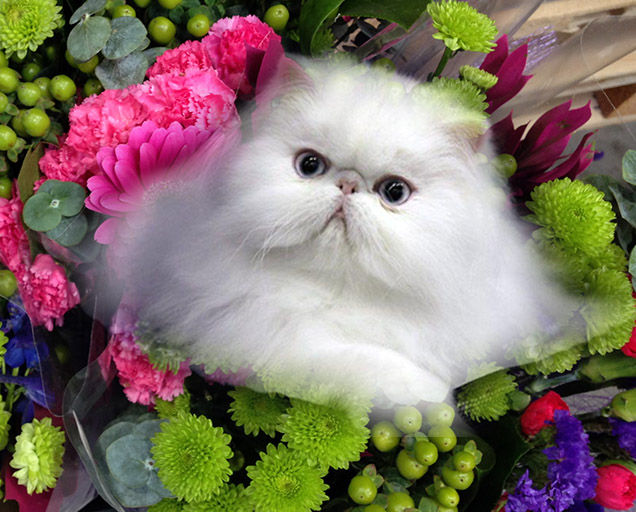 Spectators | Calgary Cat Show