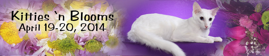 Photo Galleries | Calgary Cat Show