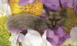 Calgary Cat Show | Calgary Cat Association - A TICA Member Club