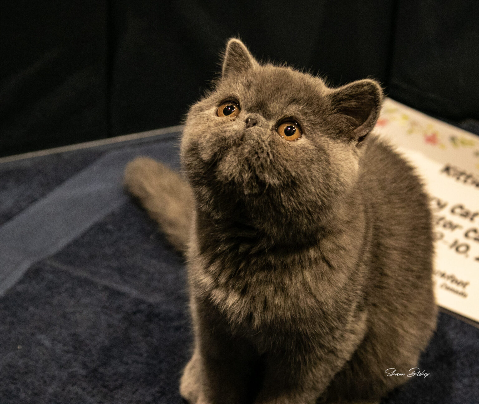 Calgary Cat Show - April 22-23, 2023