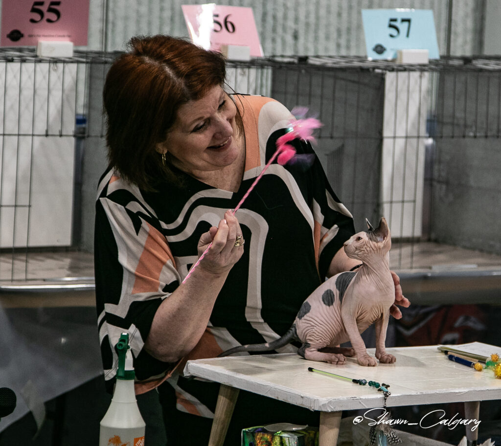 Calgary Cat Show - April 12-13, 2025
